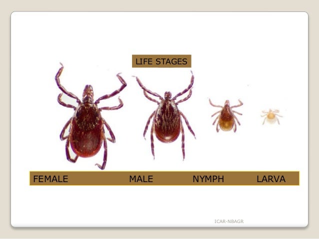 Tick identification guide