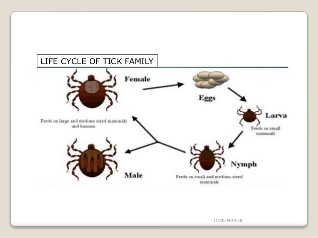 Tick identification guide