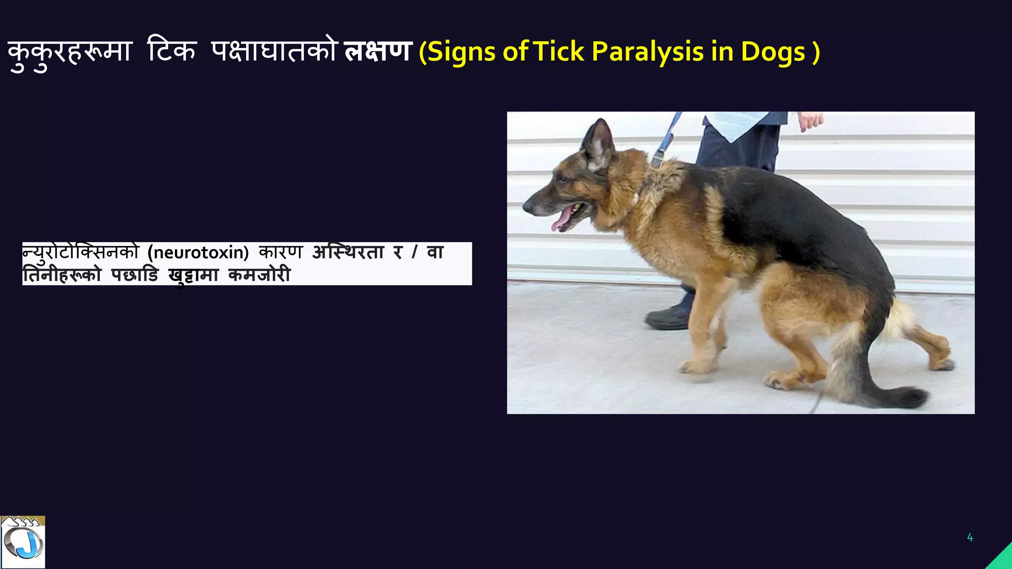 Tick paralysis in dog-Dr.jibachha Sah,M.V.SC