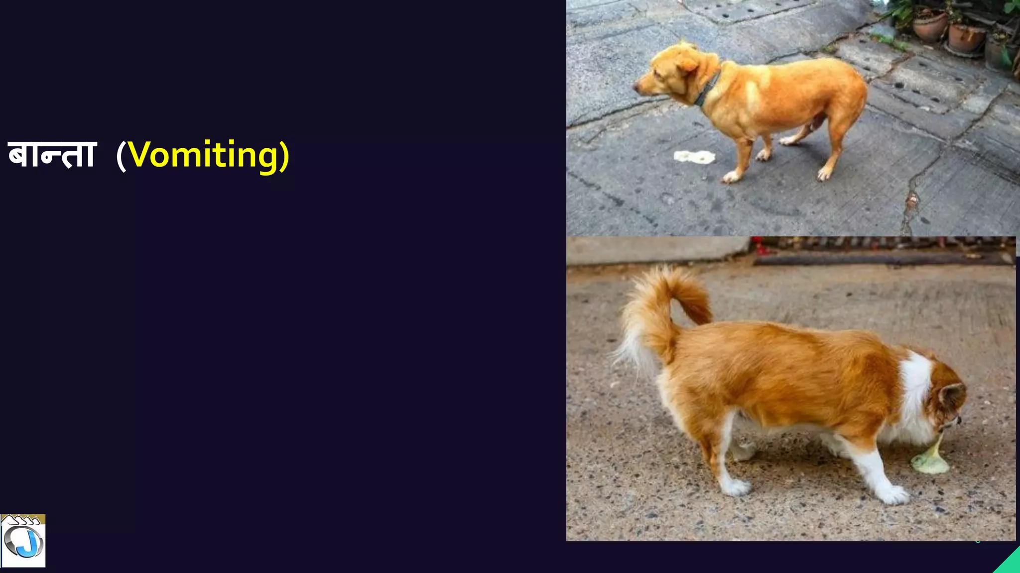 Tick paralysis in dog-Dr.jibachha Sah,M.V.SC