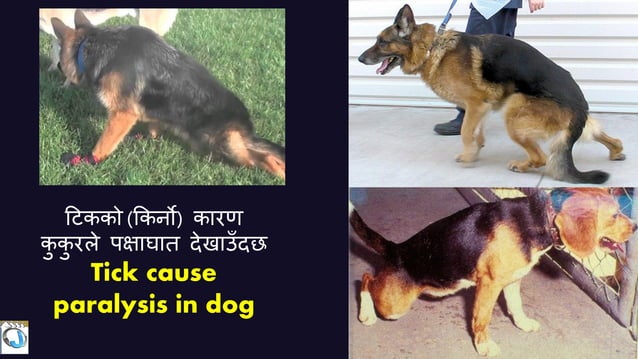 Tick paralysis in dog-Dr.jibachha Sah,M.V.SC