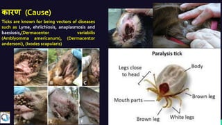 Tick paralysis in dog-Dr.jibachha Sah,M.V.SC