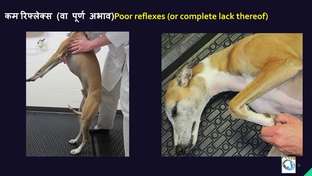 Tick paralysis in dog-Dr.jibachha Sah,M.V.SC