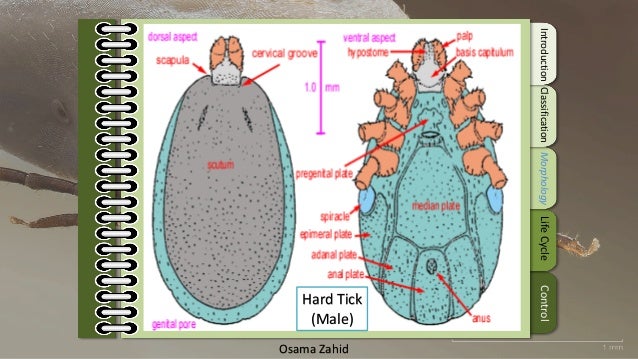 Ticks (Soft and Hard)