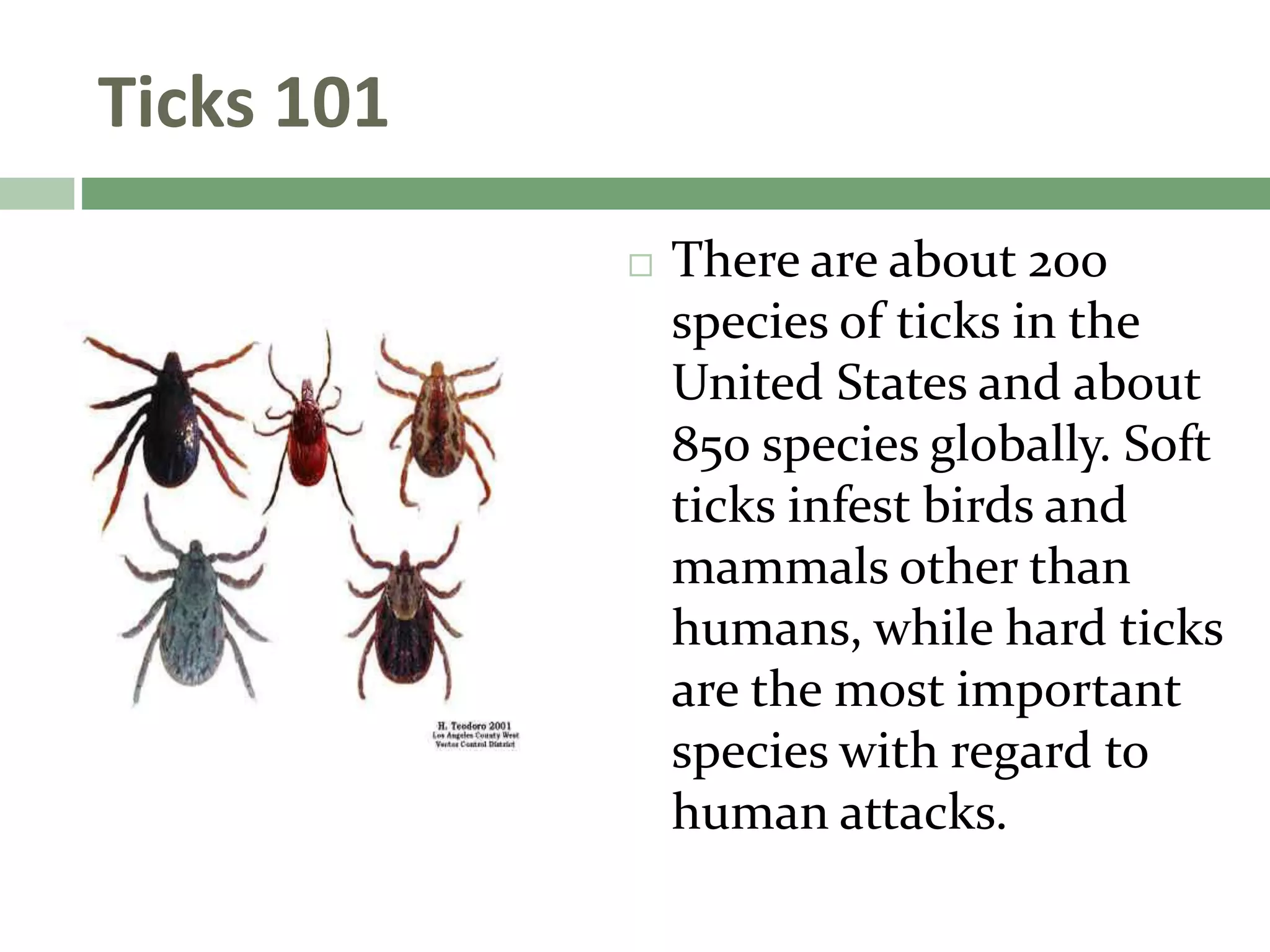 Ticks | PPTX