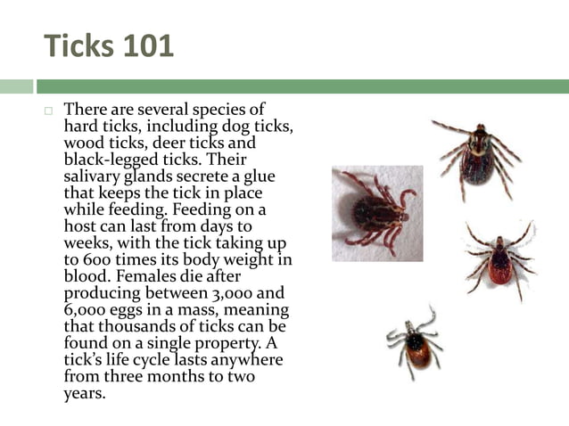 Ticks | PPTX | Landscaping | Home & Garden