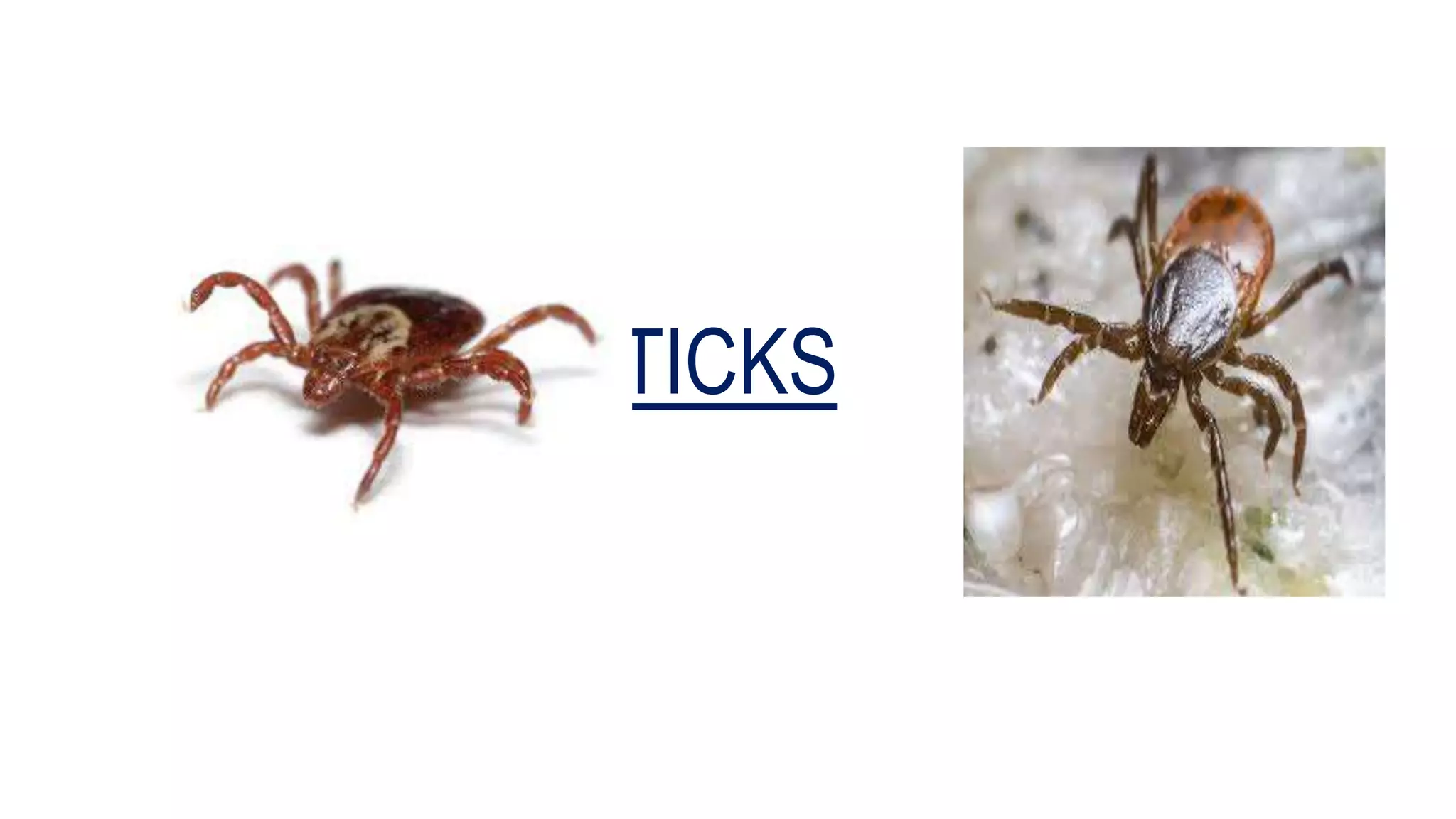 Ticks | PPT