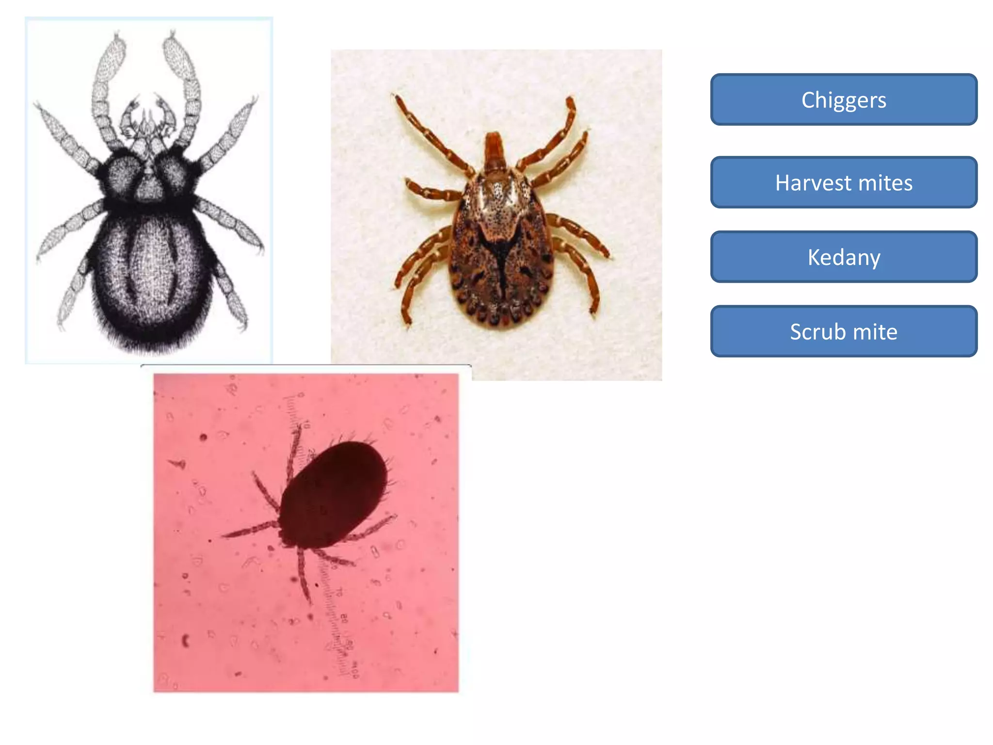 Ticks and mites | PPTX