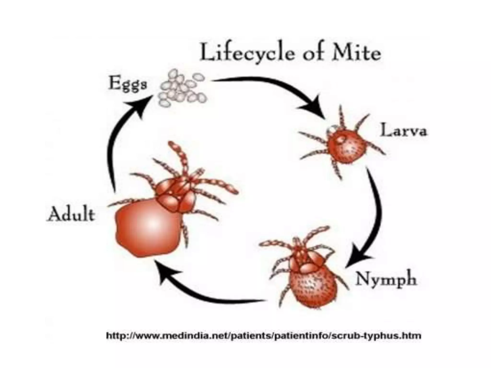 Ticks and mites | PPTX