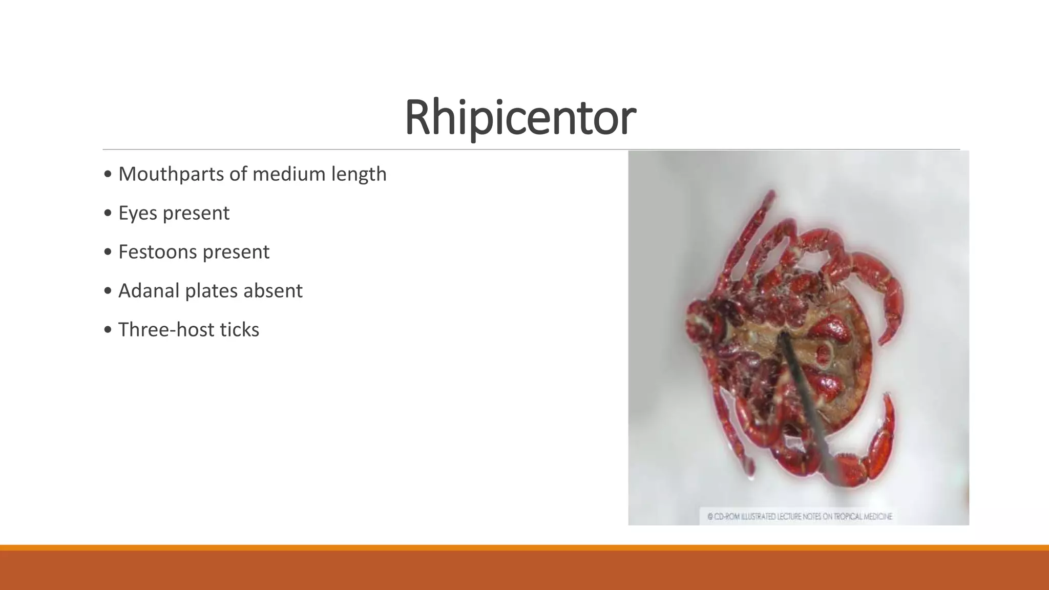 Ticks identification | PPTX