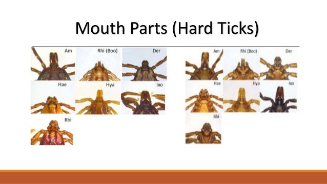 Ticks identification