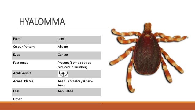 Ticks identification