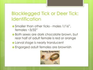 Ticks and the Diseases they Carry | PPTX