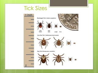 Ticks and the Diseases they Carry | PPTX