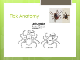 Ticks and the Diseases they Carry | PPTX