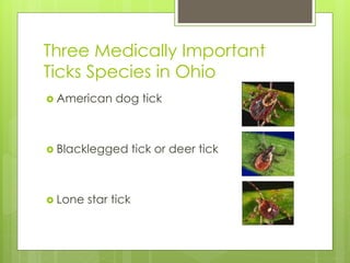 Ticks and the Diseases they Carry | PPTX