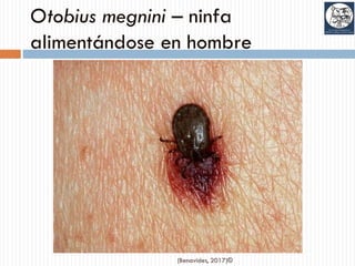 Otobius Megnini
