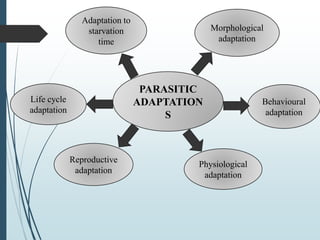 Ticks and its parasitic adaptations | PPTX