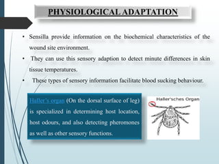Ticks and its parasitic adaptations | PPTX