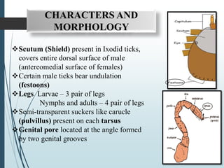 Ticks and its parasitic adaptations | PPTX