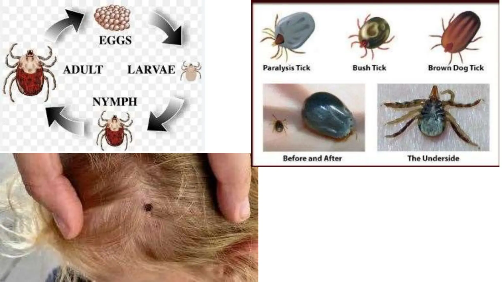 Ticks, Tick paralysis and Tick fever ppt | PPTX