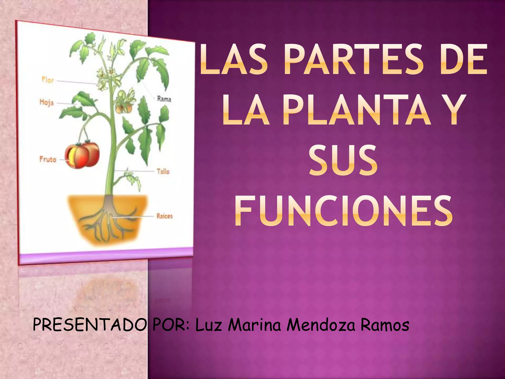 Las partes de la planta y sus funciones | PPTX
