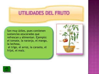 Las partes de la planta y sus funciones | PPTX