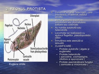 Ticula bianca 5 regnuri | PPT