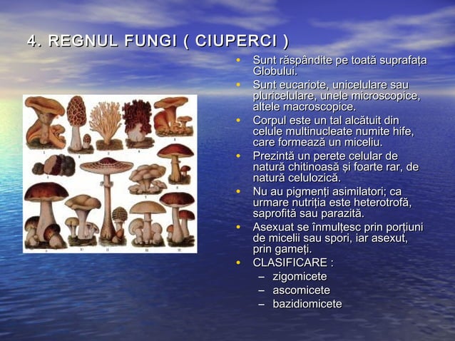 Ticula bianca 5 regnuri | PPT