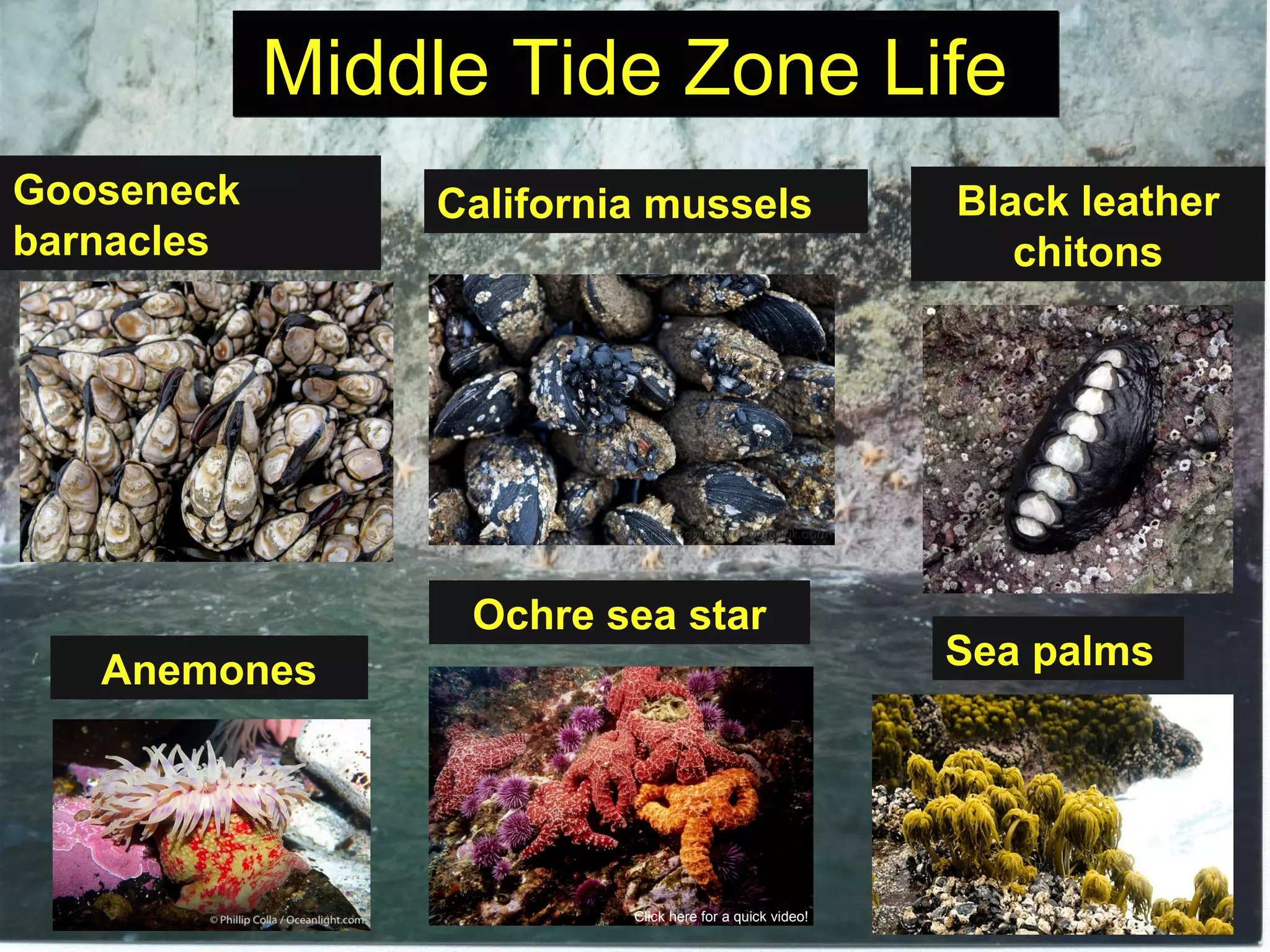 Tidal zones notes ppt | PPT
