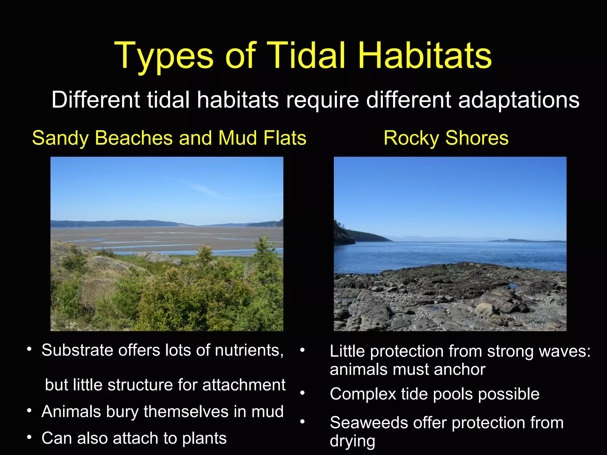 Tidal zones notes ppt | PPT