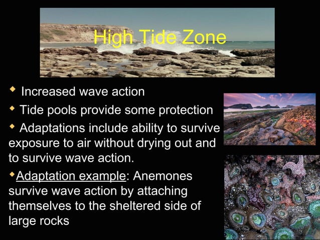 Tidal zones notes ppt | PPT