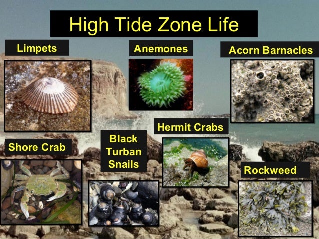 Tidal zones notes ppt