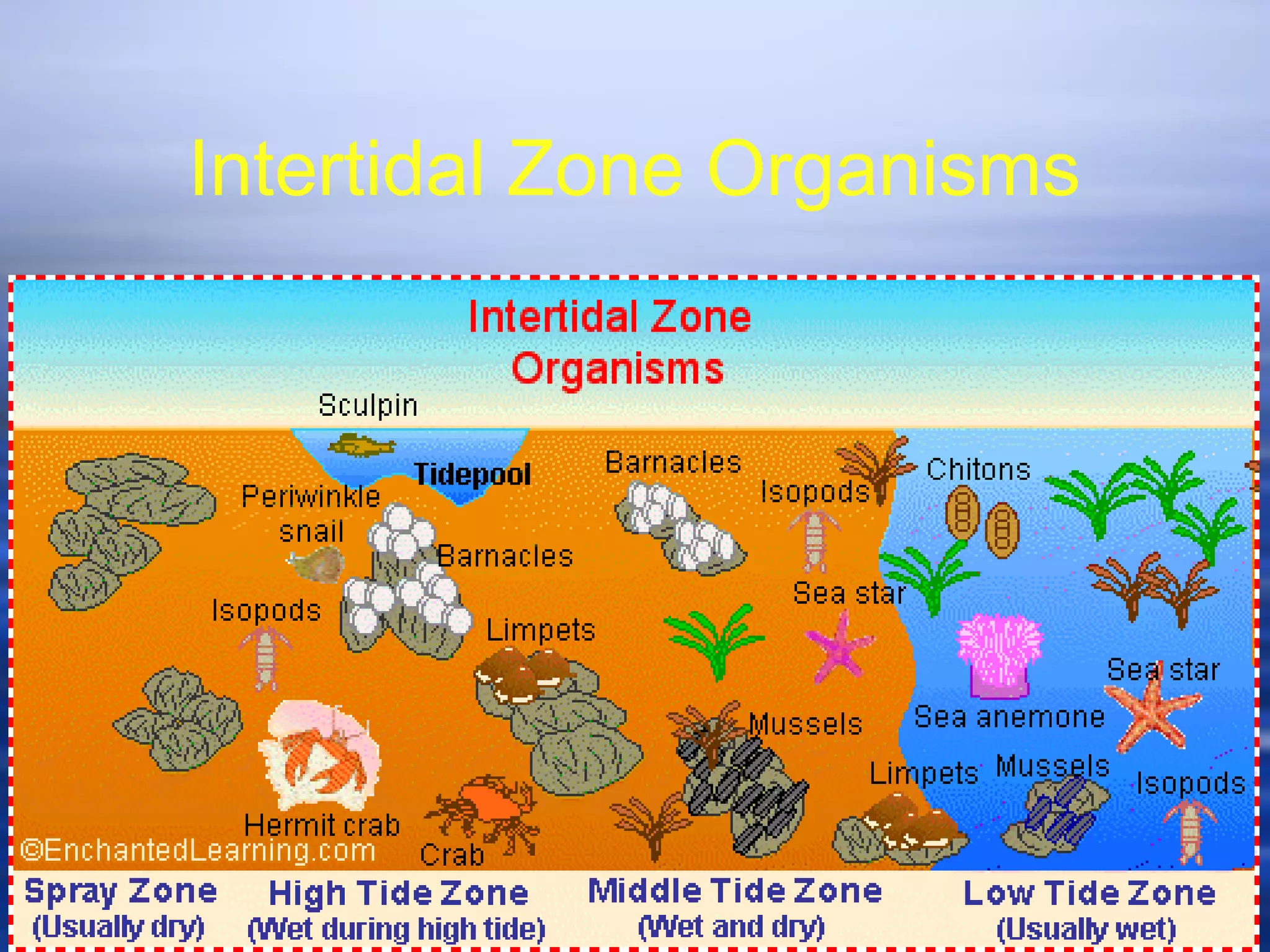Tidal zones notes ppt | PPT