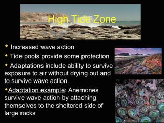 Tidal zones notes ppt | PPT