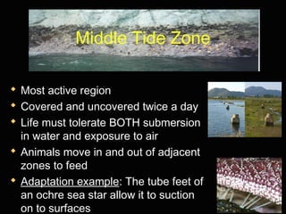 Tidal zones notes ppt | PPT
