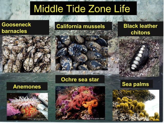 Tidal zones notes ppt | PPT