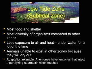Tidal zones notes ppt | PPT