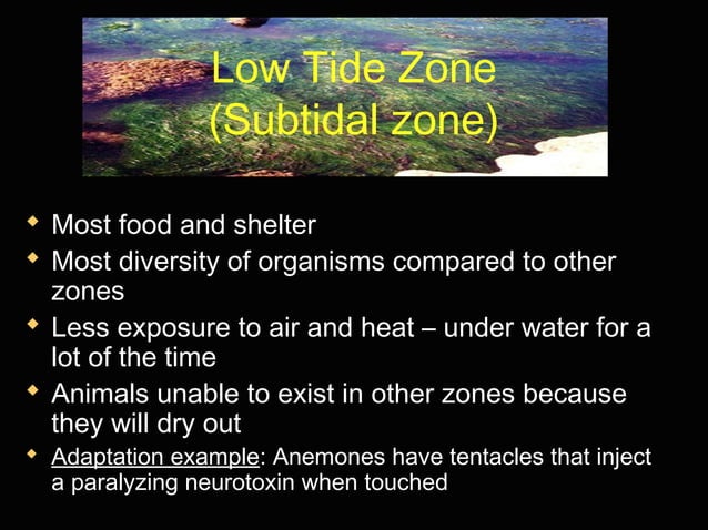 Tidal zones notes ppt | PPT