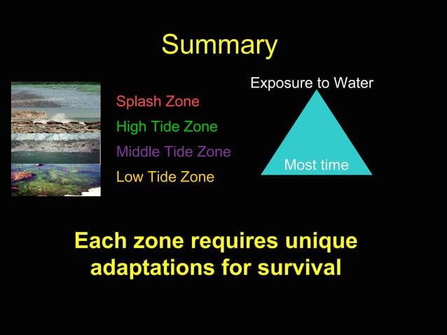Tidal zones notes ppt | PPT