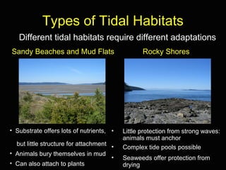 Tidal zones notes ppt | PPT
