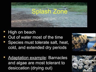 Tidal zones notes ppt | PPT