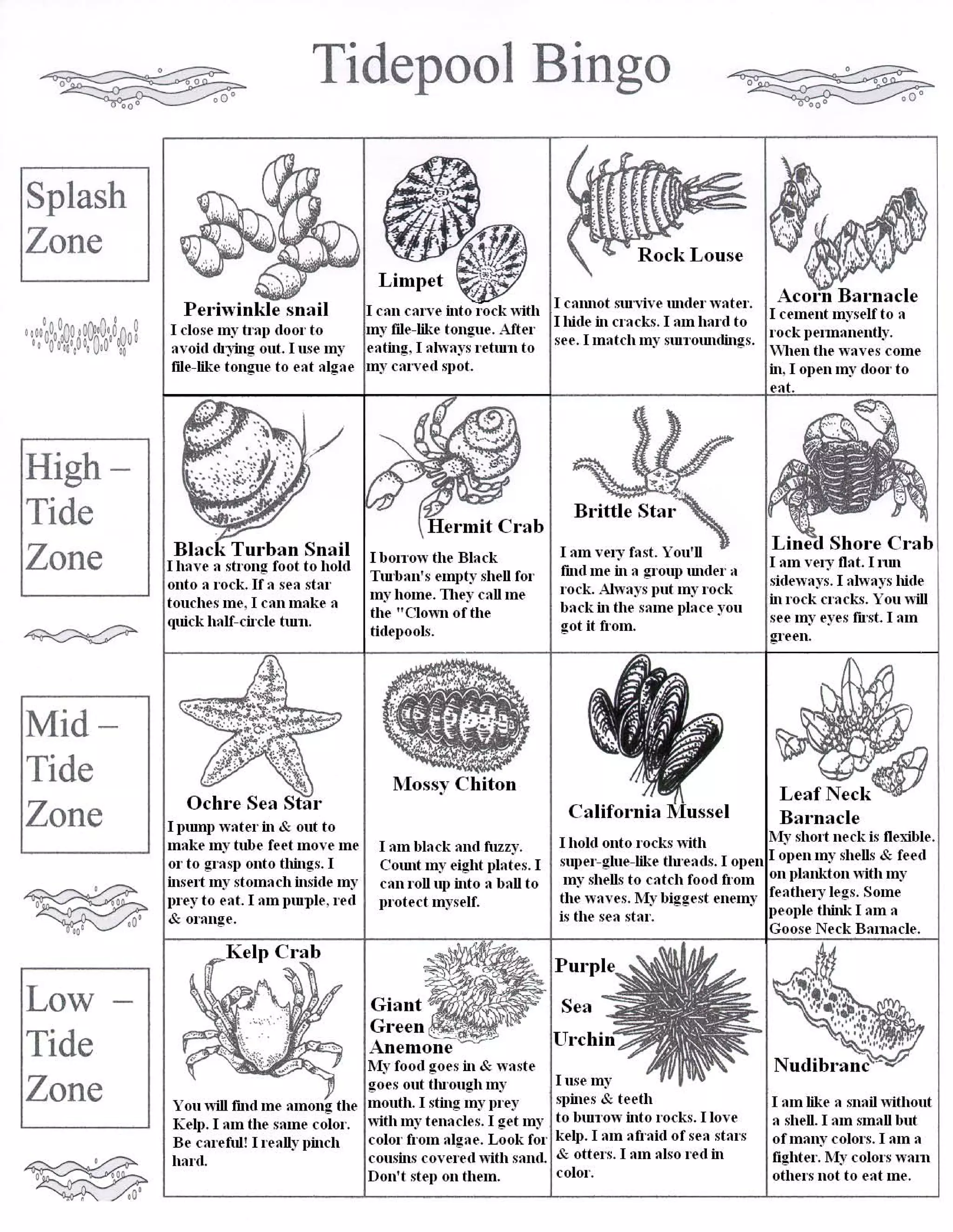 Tidepool guide to help identify flora and fauna | PDF