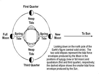 Spring Tide Diagram Black And White