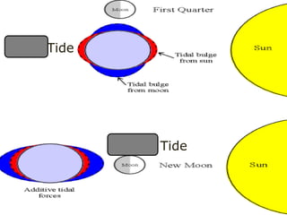 Spring And Neap Tides Worksheet
