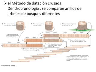 Tiempo en geologia y datacion relativa absoluta, | PPT