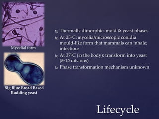 Blastomycosis Grand Rounds | PPTX