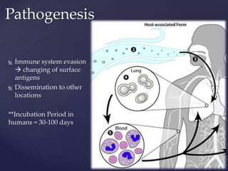 Blastomycosis Grand Rounds | PPTX