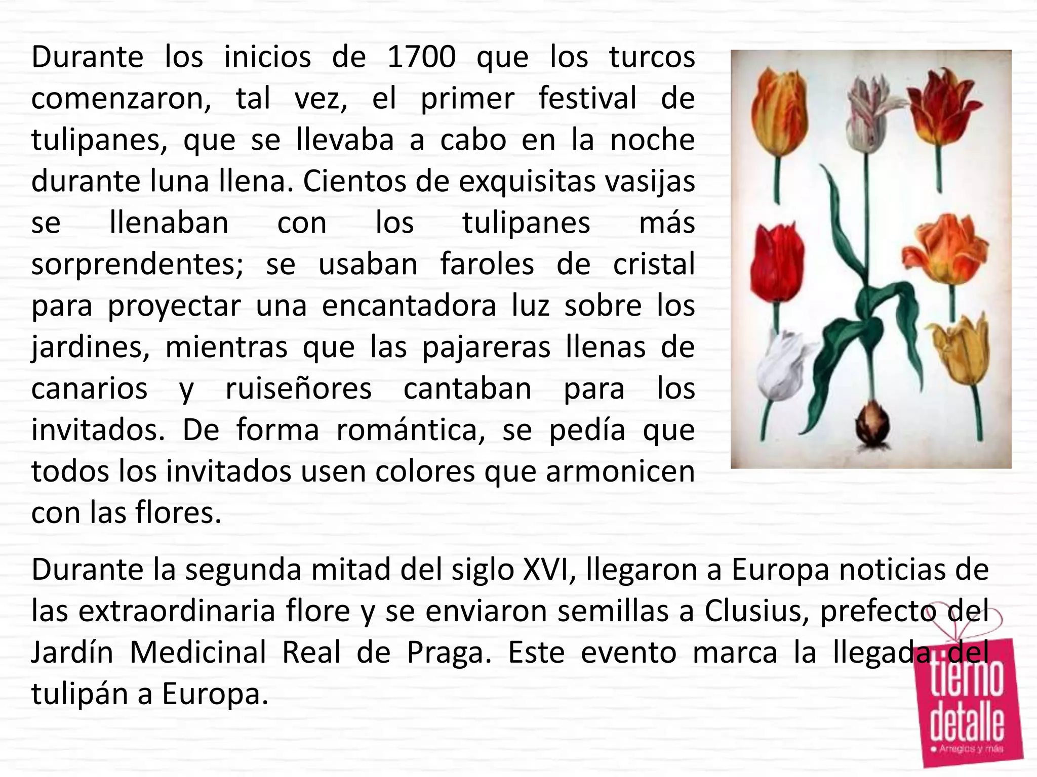 Tierno Detalle | Historia y Significado de los Tulipanes | PPT