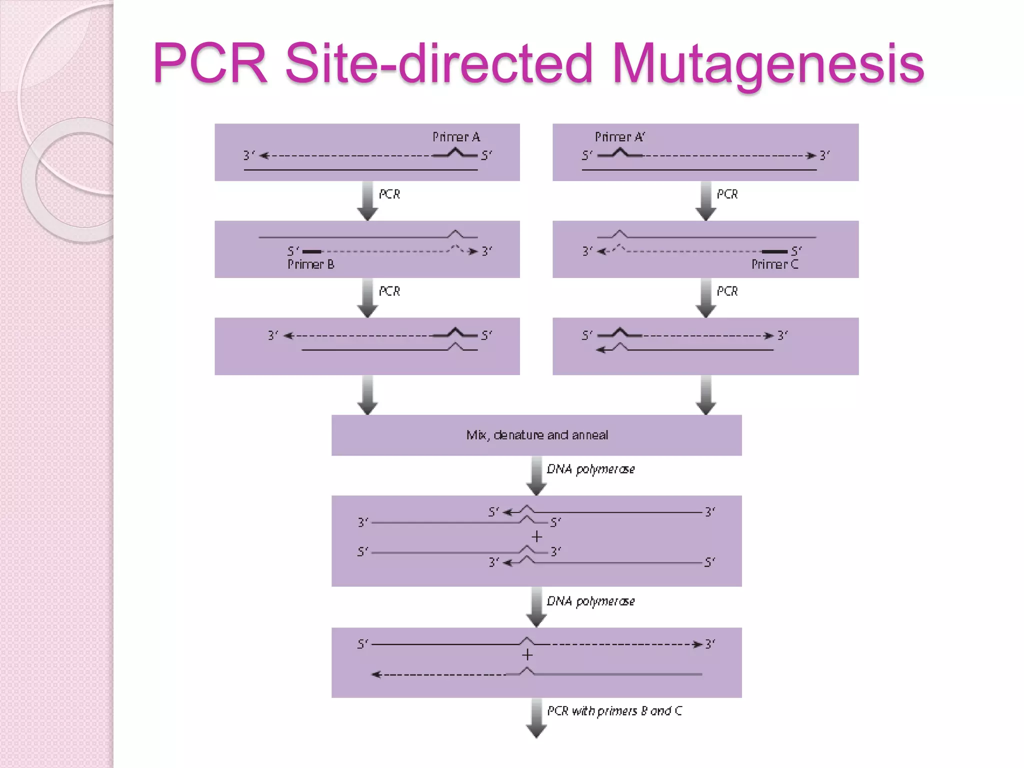 Tifa site directed mutagenesis | PPTX